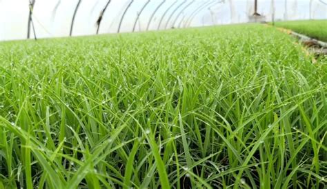 什么叫水稻基本苗种有效中稻大山谷图库