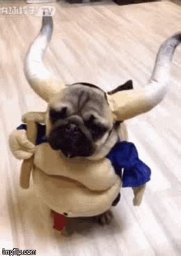 Pug Template Browser Paascritic