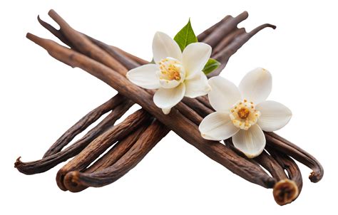 Vanilla Bean Pods And Flowers Cut Out Stock Png 47601819 Png