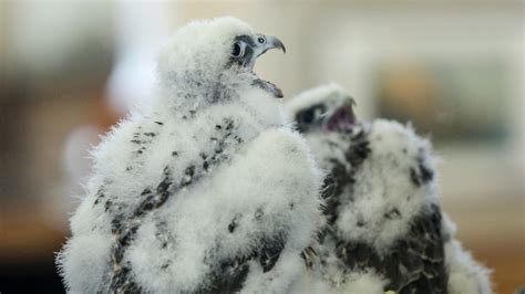 Захарова показа къщата на соколите в купола на сградата на руското министерство на външните