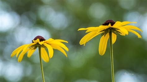 Photofocus On Linkedin Creating Beautiful Bokeh