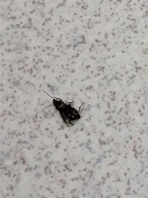 發問 這是什麼昆蟲？是蟑螂嗎😅 問答板 Dcard