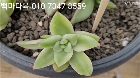 53 골드 다이아몬드 복륜금 홍도 래오파드실버 콩 복륜 엘크혼 복륜 Succulent 다육이 힐링 반려식물
