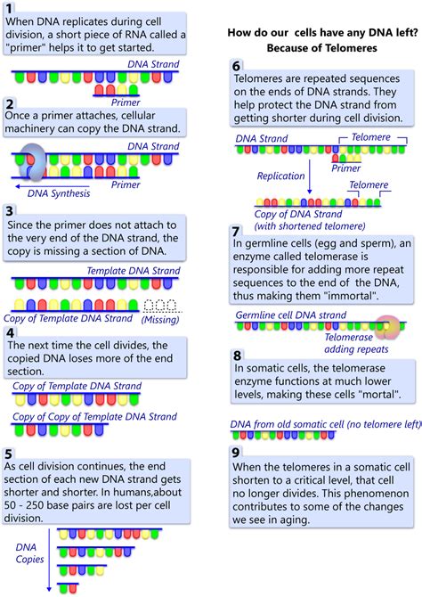 Telomerase Function Frontiers Telomerase Reverse Transcriptase And
