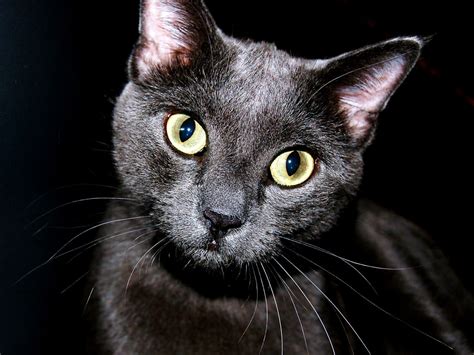 50 Заставки на телефон Сірі Скачати Безкоштовно шпалери