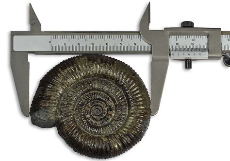 Measuring An Ammonite Or How Fat Is A “fat Dac” Yorkshire Ammonites