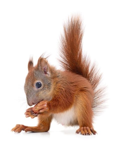 Premium Photo Eurasian Red Squirrel