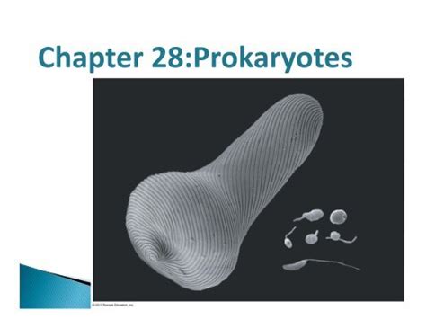 Chapter Protists