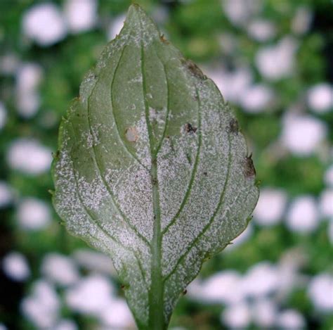 Why Does My Plants Leaves Have White Spots At Laurie Miller Blog