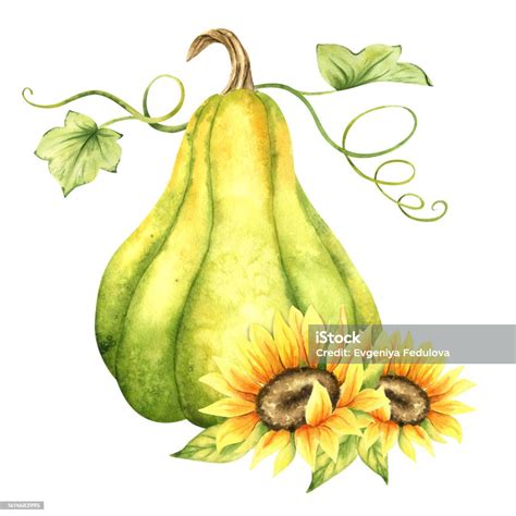 녹색 호박과 해바라기 유기농 가을 채소를 재배합니다 가을 장식 격리 수채화 그림입니다 추수 감사절과 할로윈 카드 또는 포스터에 적합합니다 0명에 대한 스톡 벡터 아트 및