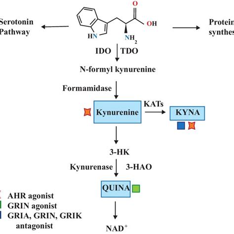 Ahr Canonical And Non Canonical Pathways Ahr Through Non Canonical Download Scientific Diagram