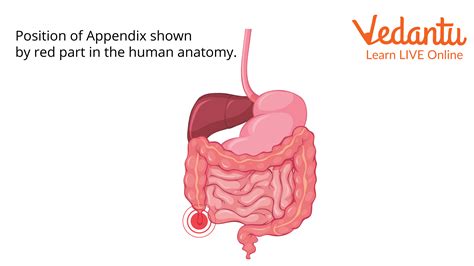 Appendix Function In Digestive System