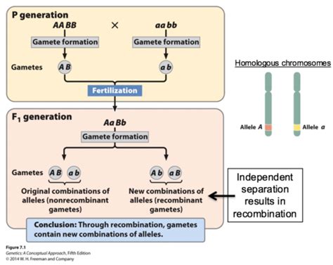 Chapter 7 Linkage Recombination And Gene Mapping Flashcards Quizlet