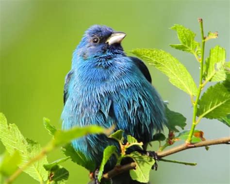 Spectrograms Bird Academy The Cornell LabBird Academy The Cornell Lab