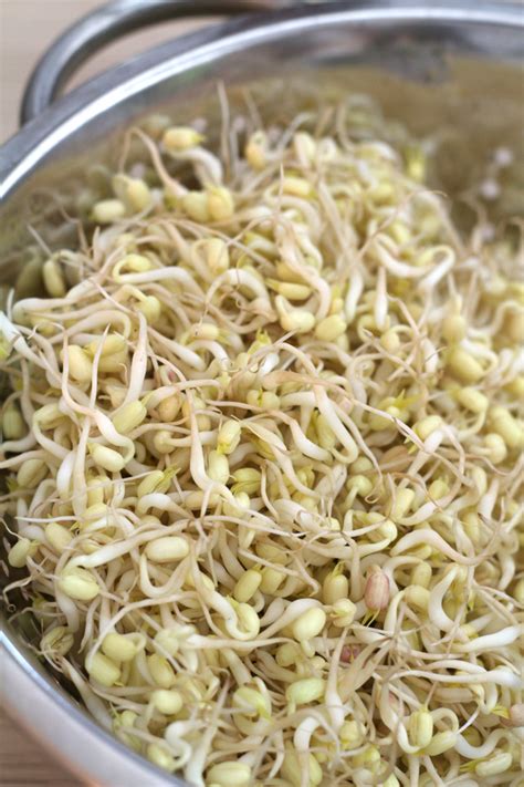 Mung Bean Sprouts