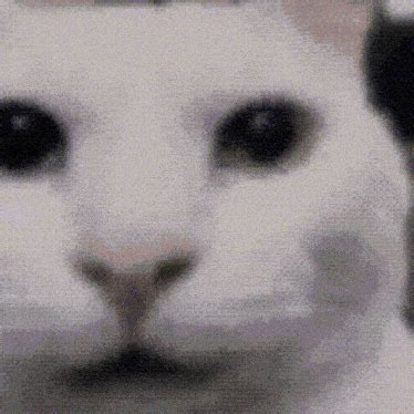 Canny Uncanny  Canny Uncanny Cat Discover And Share S