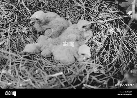 Photograph Of Young Marsh Hawks In Nest Scope And Content Original Caption Marsh Hawks Young