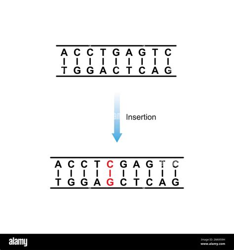 Insertion Mutation Scientific Design Vector Illustration Stock Vector Image And Art Alamy