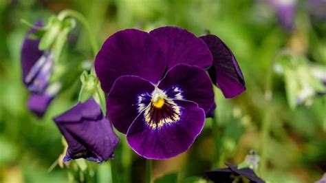 34 Different Types Of Purple Flowers For Your Garden Verbena Purple