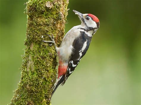 Great Spotted Woodpecker Ebird