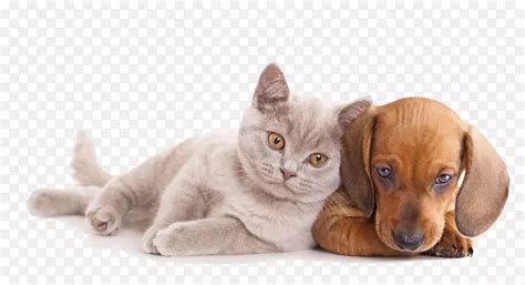 猫狗宠物小猫马狗和猫PNG图片素材下载 图片编号312381 PNG素材网