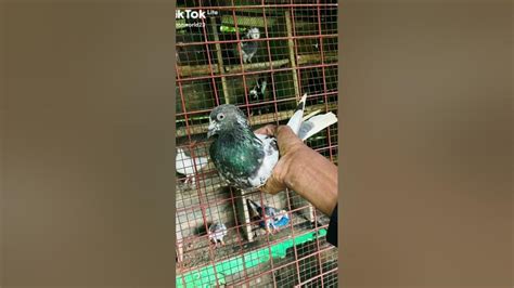 ලස්සනම පරවි ටික 🤤🥰 Youtube