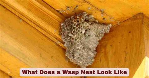 What Does A Wasp Nest Look Like Complete Identification Guide The