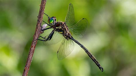 Hines Emerald Dragonfly Habitat And Life Cycle Facts Dragonfly Facts