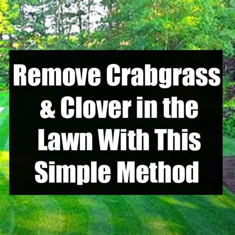 Remove Crabgrass And Clover In The Lawn With This Simple Method Green Lawn Care Crab Grass