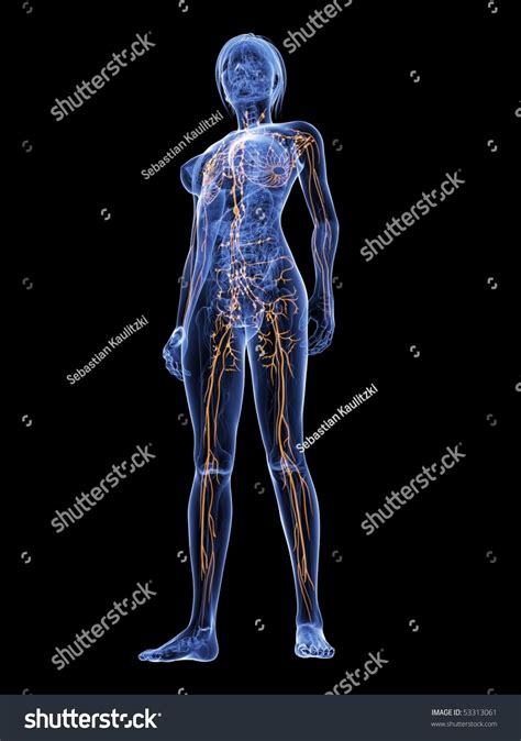 Female Lymphatic System Stock Illustration 53313061 Shutterstock