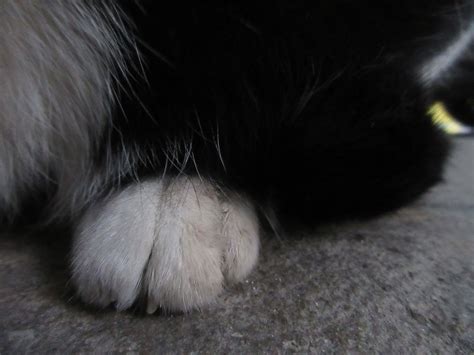 고양이 발가락 사이의 비밀은 미제로