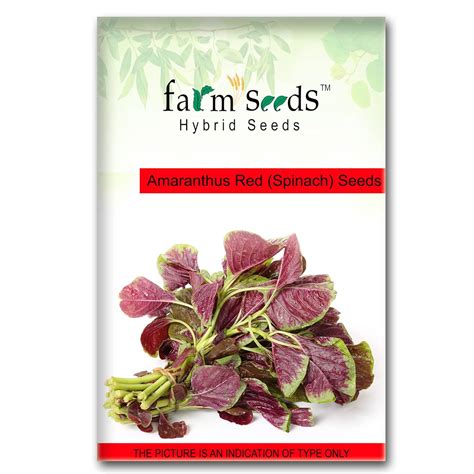 Farm Seeds Hybrid Red Amaranthus 1 Packet Seeds Seed 1000 Per Packet