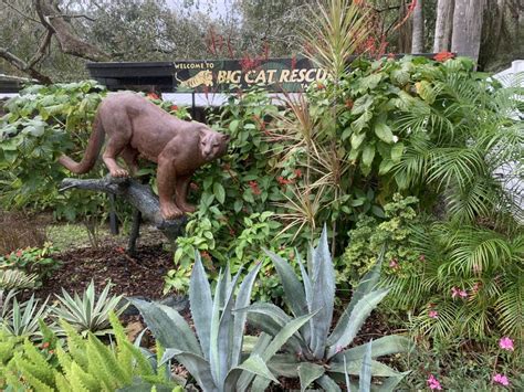 Big Cat Rescue Tampa Florida Exotic Animal Sanctuary • Deep Water