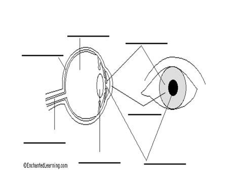 Free Printable Eye Anatomy Worksheets