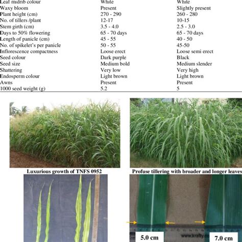 Pdf A High Yielding Multicut Fodder Sorghum Co 31