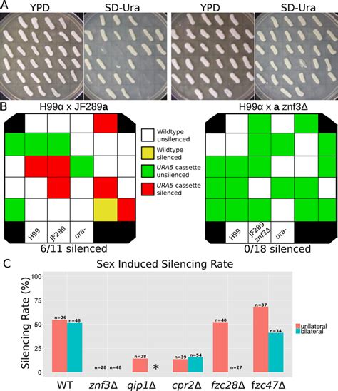 Non Canonical Components Are Required For Sex Induced Silencing Via Download Scientific Diagram