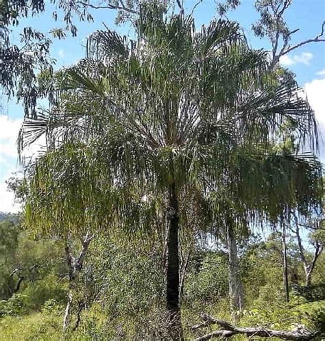 Different Kinds Of Palm Trees For Your Tropical Needs