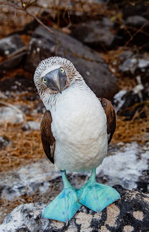Five Fun Facts About The Blue Footed Booby Aqua Expeditions
