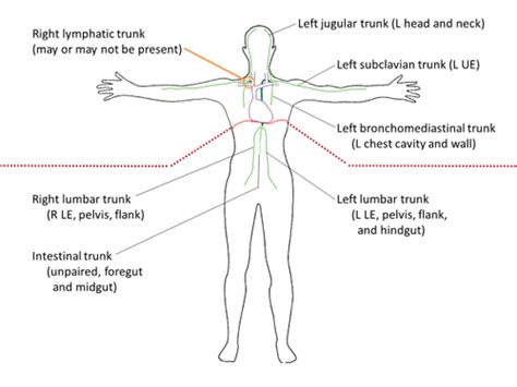 Lecture 3 Thoracic Lymphatics Flashcards Quizlet