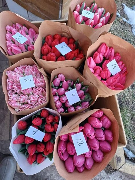 Український тюльпан ВЕЛЕТЕНЬ піоновидний опт та роздріб наявність 32 грн Сад город Дніпро