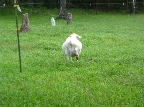 Exploding Goats Swamp Hag