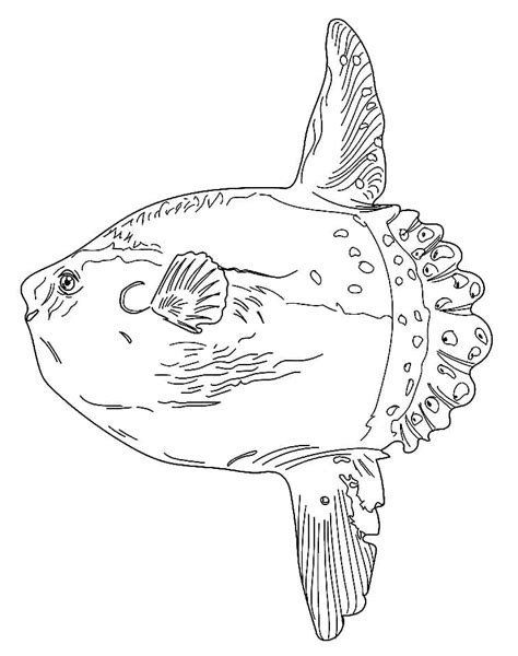 Printable Sunfish Coloring Page Download Print Or Color Online For Free