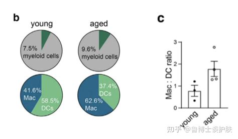 皮肤中的巨噬细胞在老化微环境作用下向m1炎症表型极化 上） 知乎