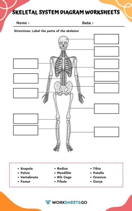 Skeletal System Diagram Worksheets Worksheetsgo