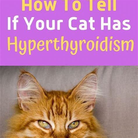 Can Hyperthyroidism In Cats Be Cured Diy Seattle