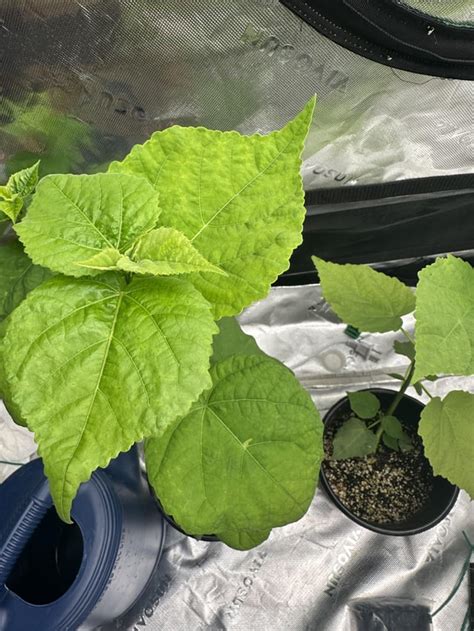 Learning Project Gone Wrong Rhouseplants