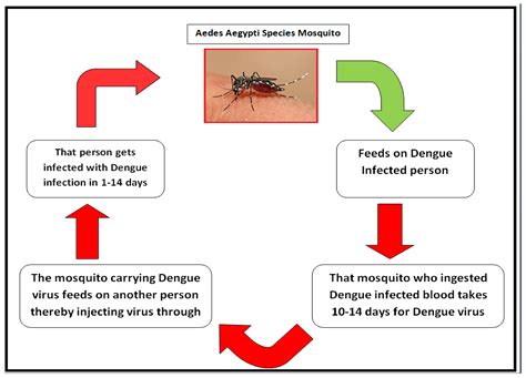 Predicting Infection Positivity Risk Estimation And Disease Prognosis