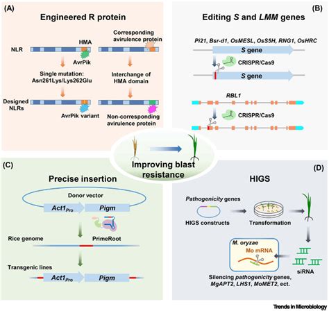 Trends In Microbiology 稻瘟病的效应分子与环境调控从认识到有效防治 知乎