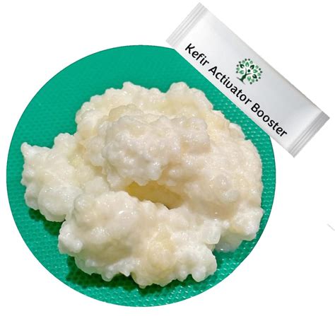 Buy Milk Kefir Grains Live Starter Culture Grains Bulgaros De Leche Vivos Pajaritos Whole