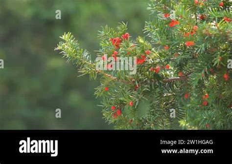A Spider In A Web Woven Between Tree Branches Move Focus From Tree To